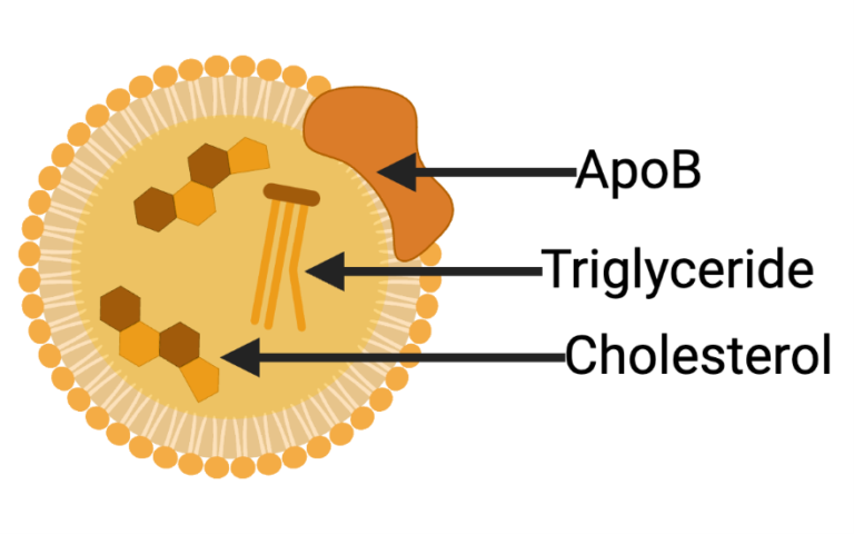Apolipoprotein B (ApoB) : LearnYourLipids